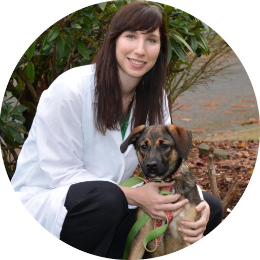 Pyoderma In Dogs – Causes, Symptoms, Treatment And More - The Pet Staff