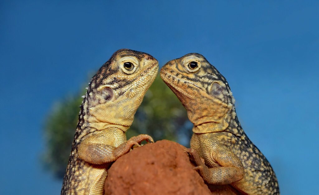 7 Cute Frog Breeds That Will Make You Say Aw - The Pet Staff