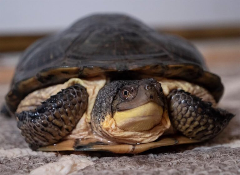 What Do Turtles Eat? A Guide For Feeding Your Pet Turtle - The Pet Staff