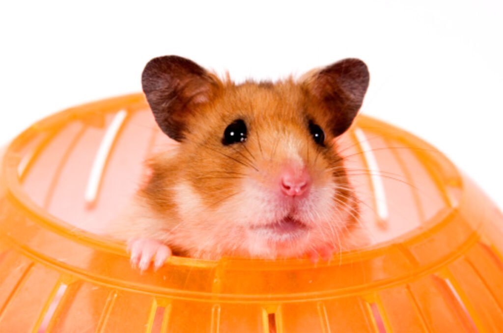 Ultimate Teddy Bear Hamster Care Guide - The Pet Staff