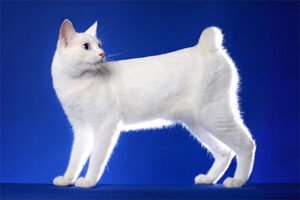 15 Of The Most Fluffy Cat Breeds - The Pet Staff