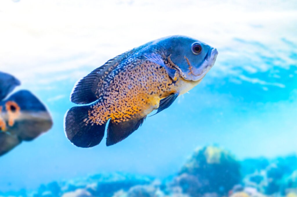 The Ultimate Oranda Goldfish Care Guide: Everything You Need To Know ...