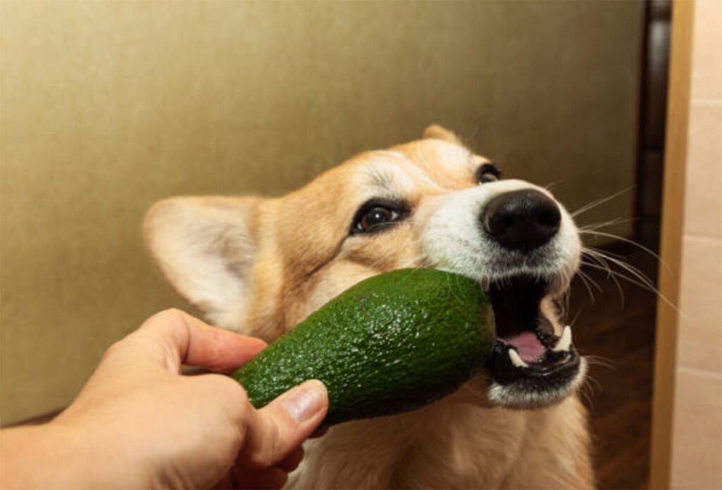 Can Dogs Eat Cucumbers? All You Need To Know - The Pet Staff