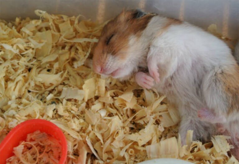 Hamster Food: What Do They Eat? - The Pet Staff