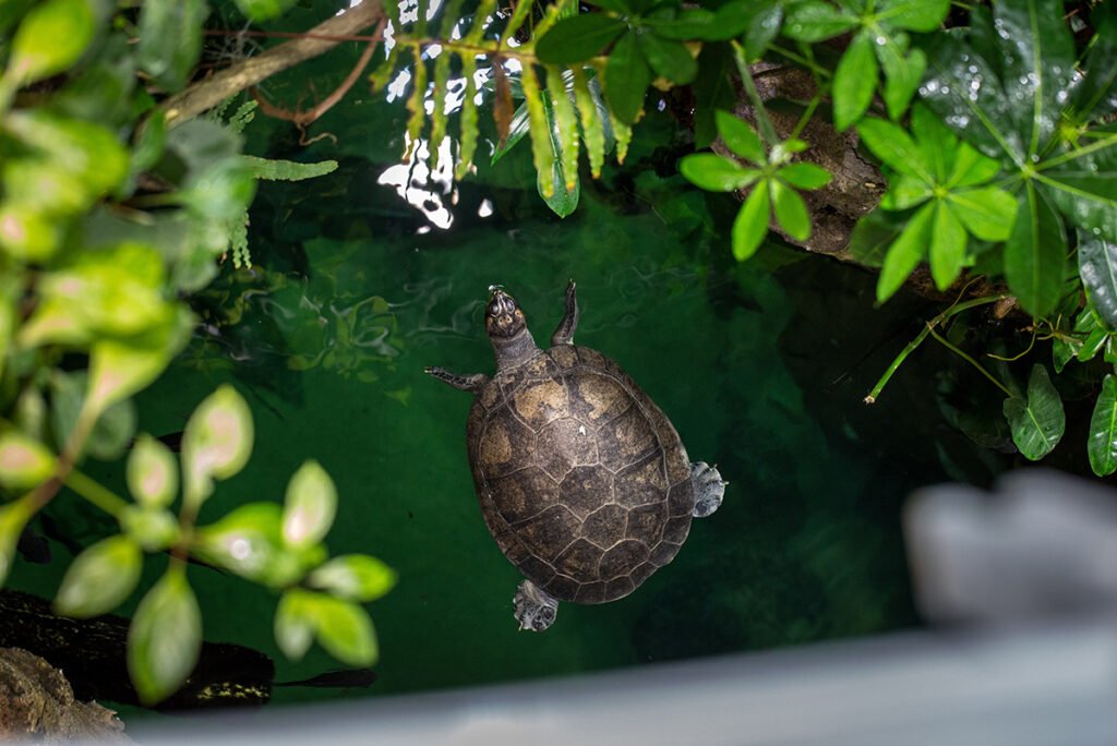 Greek Tortoise Care Guide - The Pet Staff
