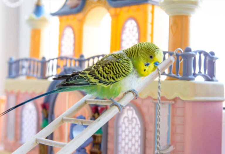 The Ultimate Eclectus Parrot Care Guide: Everything You Need To Know ...