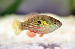 8 Best Algae Eater Fish Species For Your Freshwater Tank - The Pet Staff