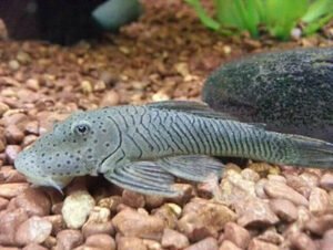 8 Best Algae Eater Fish Species For Your Freshwater Tank - The Pet Staff