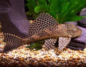 8 Best Algae Eater Fish Species For Your Freshwater Tank - The Pet Staff