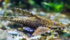 8 Best Algae Eater Fish Species For Your Freshwater Tank - The Pet Staff