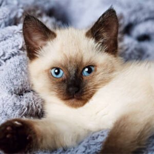 18 Small Cat Breeds That Look Like Kittens Forever - The Pet Staff