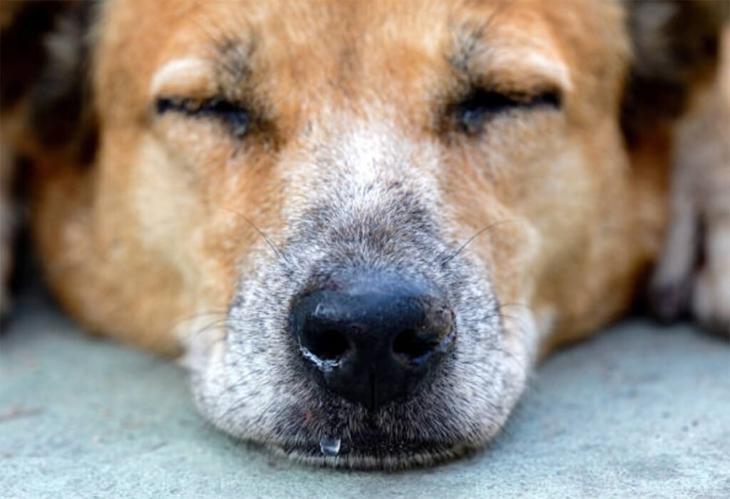 Pyoderma In Dogs – Causes, Symptoms, Treatment And More - The Pet Staff