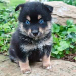 Everything You Need To Know About Pomsky (Pomeranian Husky Mix) - The ...