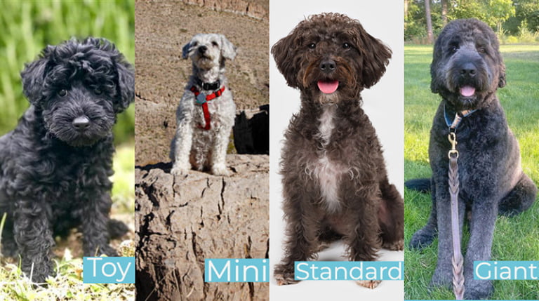 Everything You Need To Know About Schnoodle Breed Profile - The Pet Staff