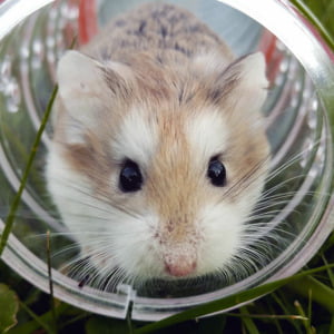 Ultimate Teddy Bear Hamster Care Guide - The Pet Staff