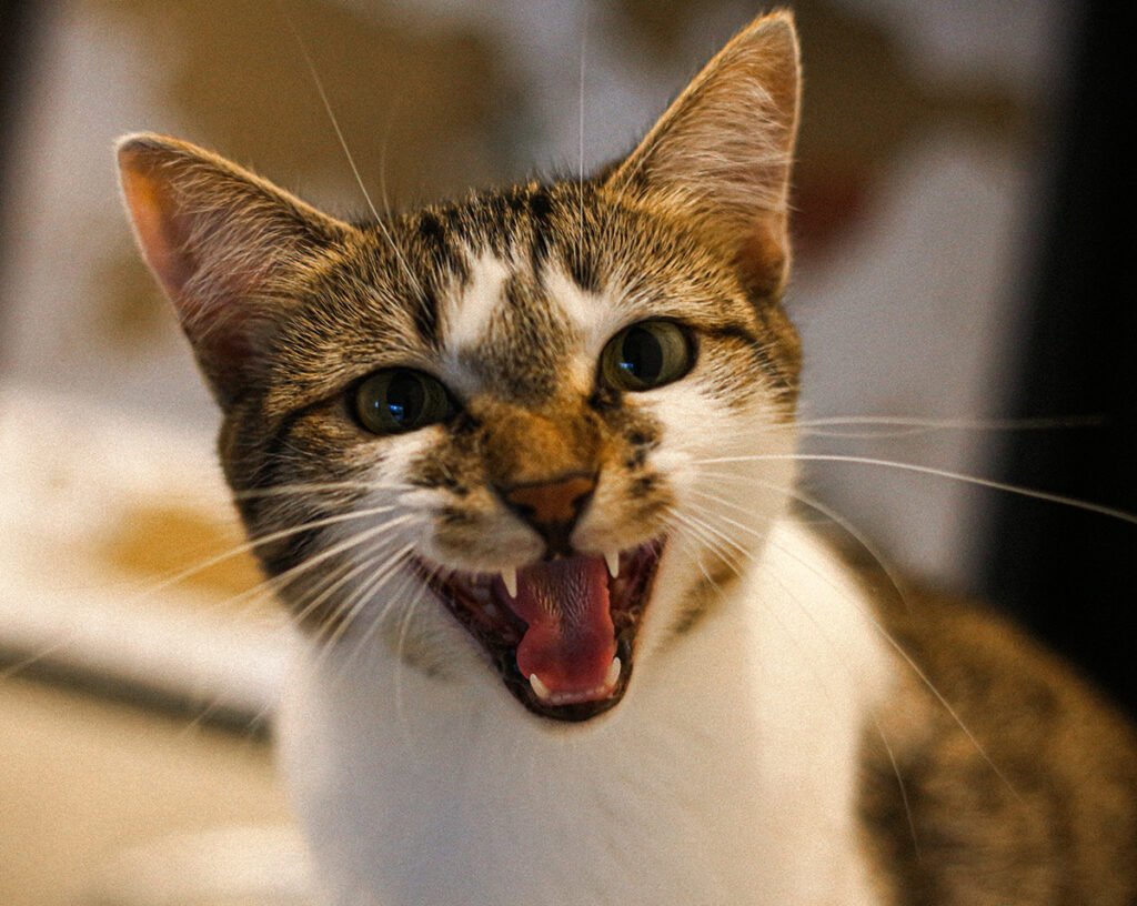 Feline Herpes – Causes, Symptoms, Treatment, And More - The Pet Staff