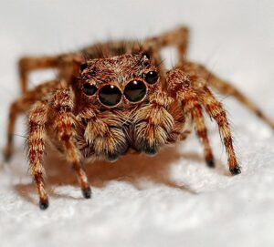 The Ultimate Regal Jumping Spider Care Guide - The Pet Staff