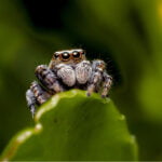 The Ultimate Regal Jumping Spider Care Guide - The Pet Staff