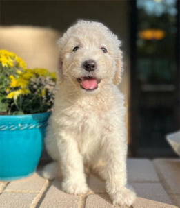 Everything You Need To Know About Pyredoodle Breed - The Pet Staff