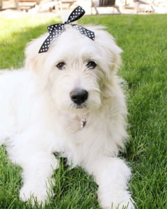 Everything You Need To Know About Pyredoodle Breed - The Pet Staff