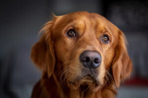 Red Golden Retriever Breed Profile - The Pet Staff