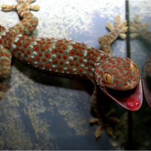 The Ultimate Tokay Gecko Care Guide - The Pet Staff