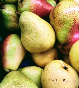 Can Dogs Eat Pears? All You Need To Know - The Pet Staff