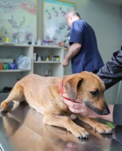 What Pet Owners Need To Know About The Bordetella Vaccine For Dogs ...