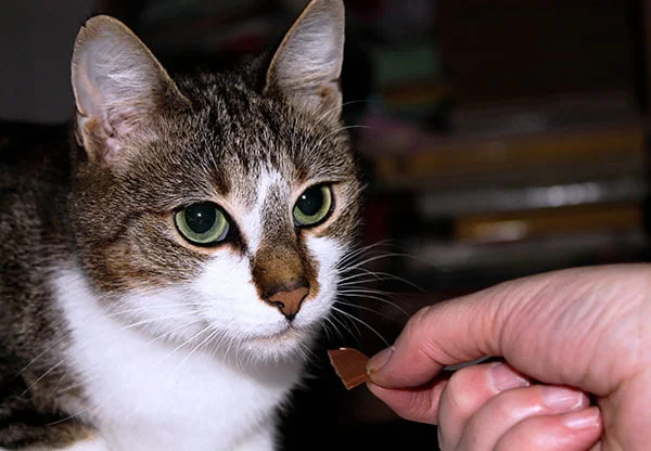 Can Cats Eat Chocolate? All You Need To Know - The Pet Staff