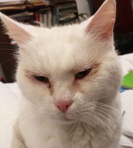 Conjunctivitis In Cats- Causes, Symptoms, Treatment And More - The Pet ...