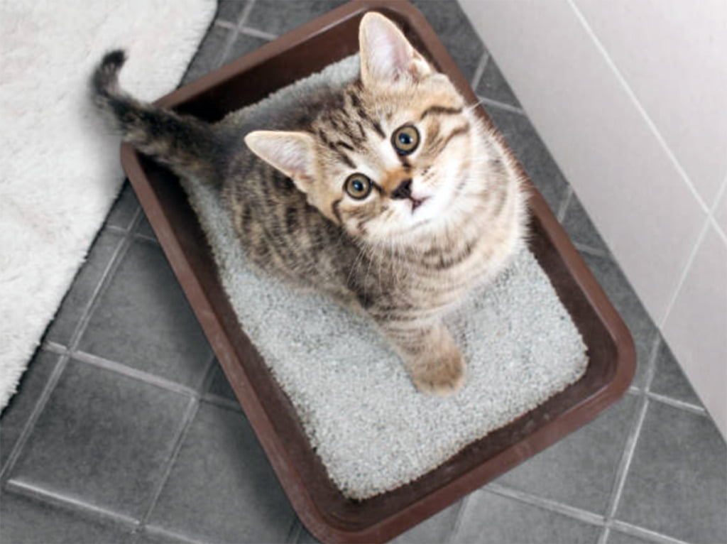 The 11 Best Dust-Free Cat Litter Picks For A Healthier Home - The Pet Staff