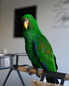 The Ultimate Eclectus Parrot Care Guide: Everything You Need To Know ...