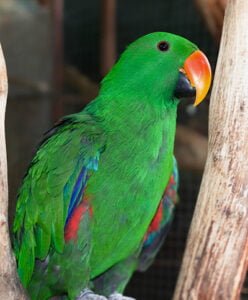 The Ultimate Eclectus Parrot Care Guide: Everything You Need To Know ...