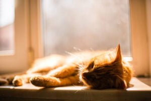 Is Your Cat Sad? Understanding And Helping A Sad Cat - The Pet Staff