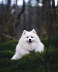 A Comprehensive Japanese Spitz Dog Breed Guide - The Pet Staff