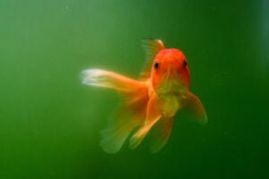 The Ultimate Oranda Goldfish Care Guide: Everything You Need To Know ...