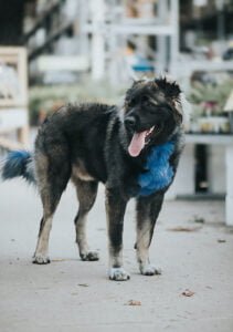 Discovering The Mighty Russian Bear Dog: A Comprehensive Guide - The ...