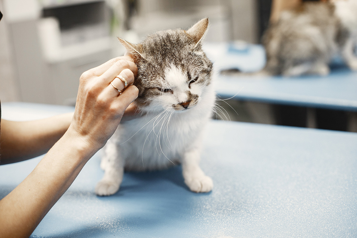 Cat Ear Infection – Causes, Symptoms, Treatment, And More - The Pet Staff