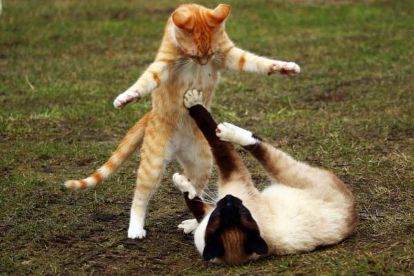 How To Introduce Cats To Each Other 101 - The Pet Staff