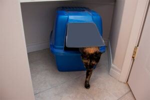 Where To Put A Cat Litter Box For A Happy Kitty - The Pet Staff