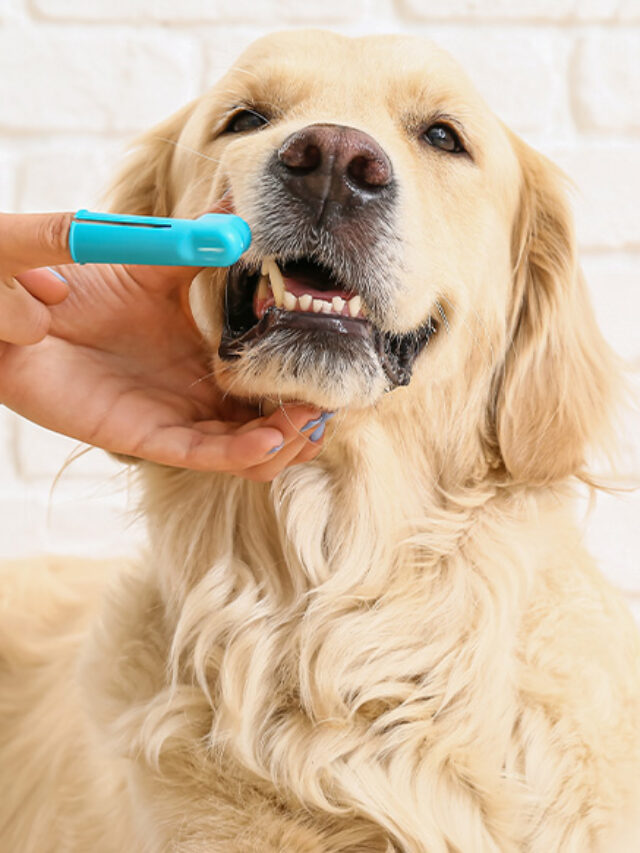 How Often to Brush Dog Teeth for Optimal Health - The Pet Staff