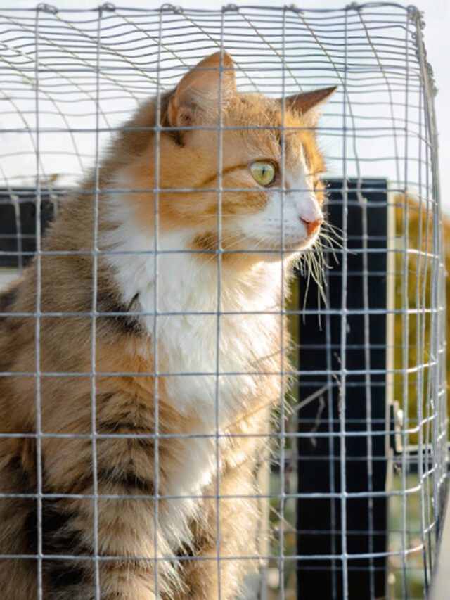 Why a Catio Can Be a Game-Changer for Your Cat - The Pet Staff