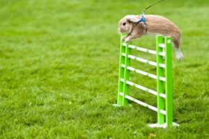 How High Can Rabbits Jump - The Pet Staff