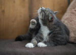 Cat Dry Skin: Causes, Symptoms, Treatment And More - The Pet Staff