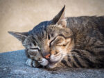 Cat Drooling: 16 Reasons Why Your Cat May Drool - The Pet Staff
