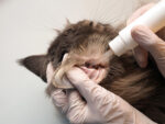 Ear Mites In Cats: Causes, Symptoms, Treatment And More - The Pet Staff