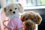 Toy Poodle Dog Breed: Everything You Need To Know - The Pet Staff