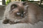 Himalayan Cat Breed: All You Need To Know - The Pet Staff
